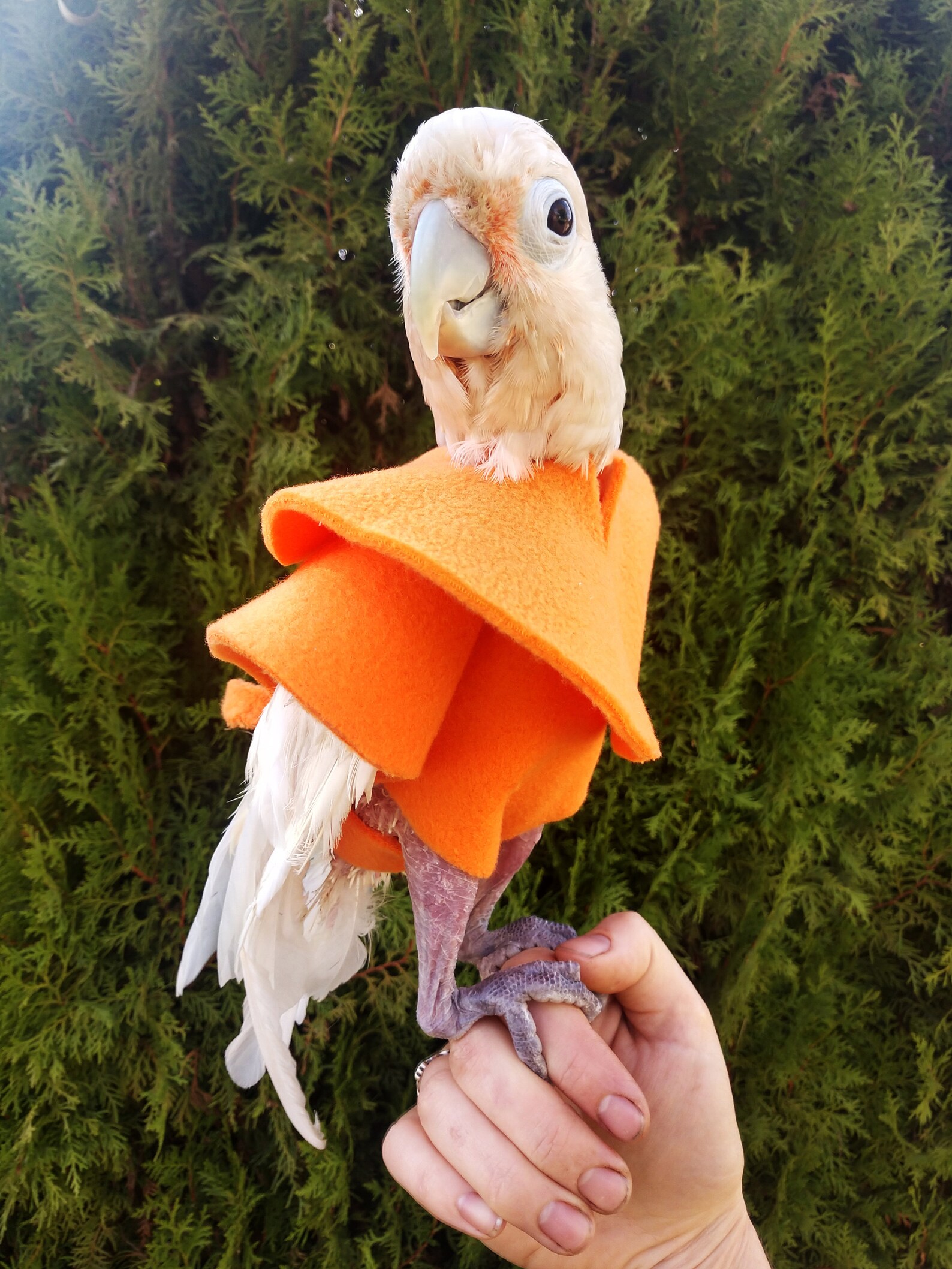Parrot Extra Coverage Clothing, Specifically for Birds That Pluck and ...