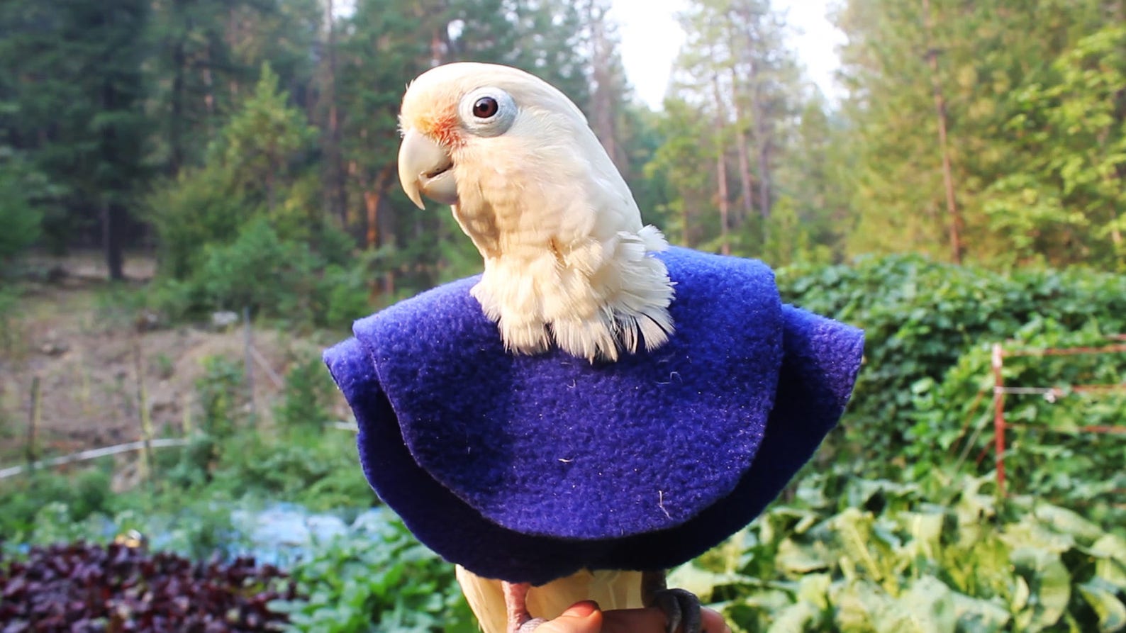 Parrot Clothes for Birds That Pluck - Etsy