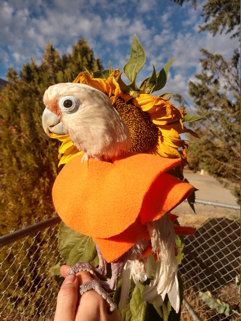 Parrot Extra Coverage Clothing, Specifically for Birds That Pluck and ...