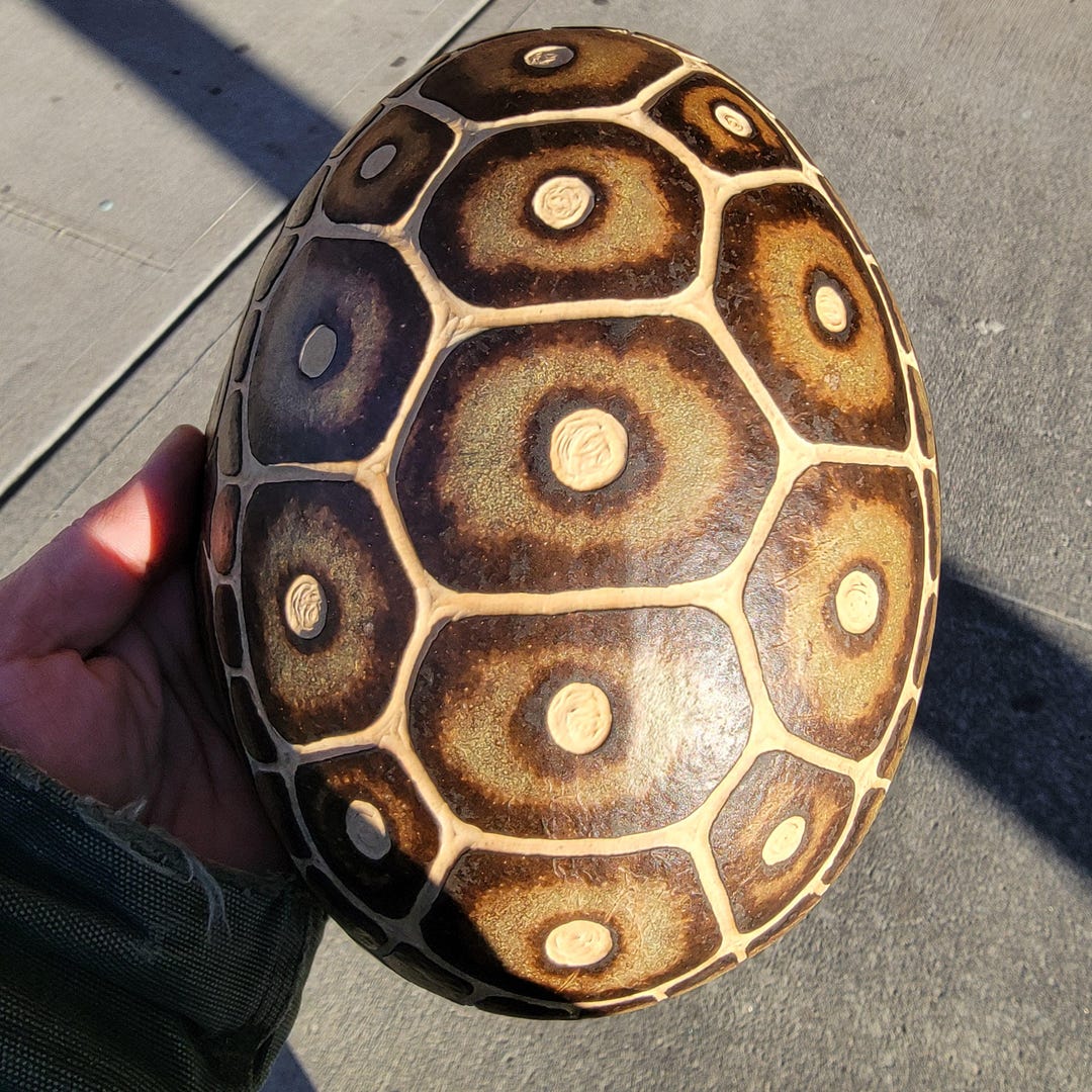 Taino Style Hicotea Gourd Art. Shipping Included. - Etsy