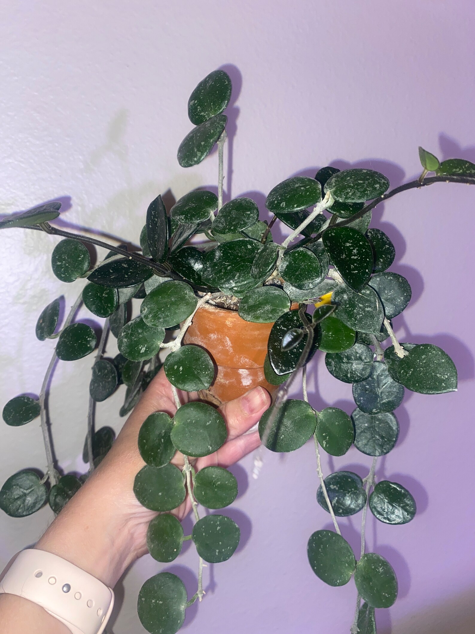 Hoya Mathilde splash Cuttings - Etsy