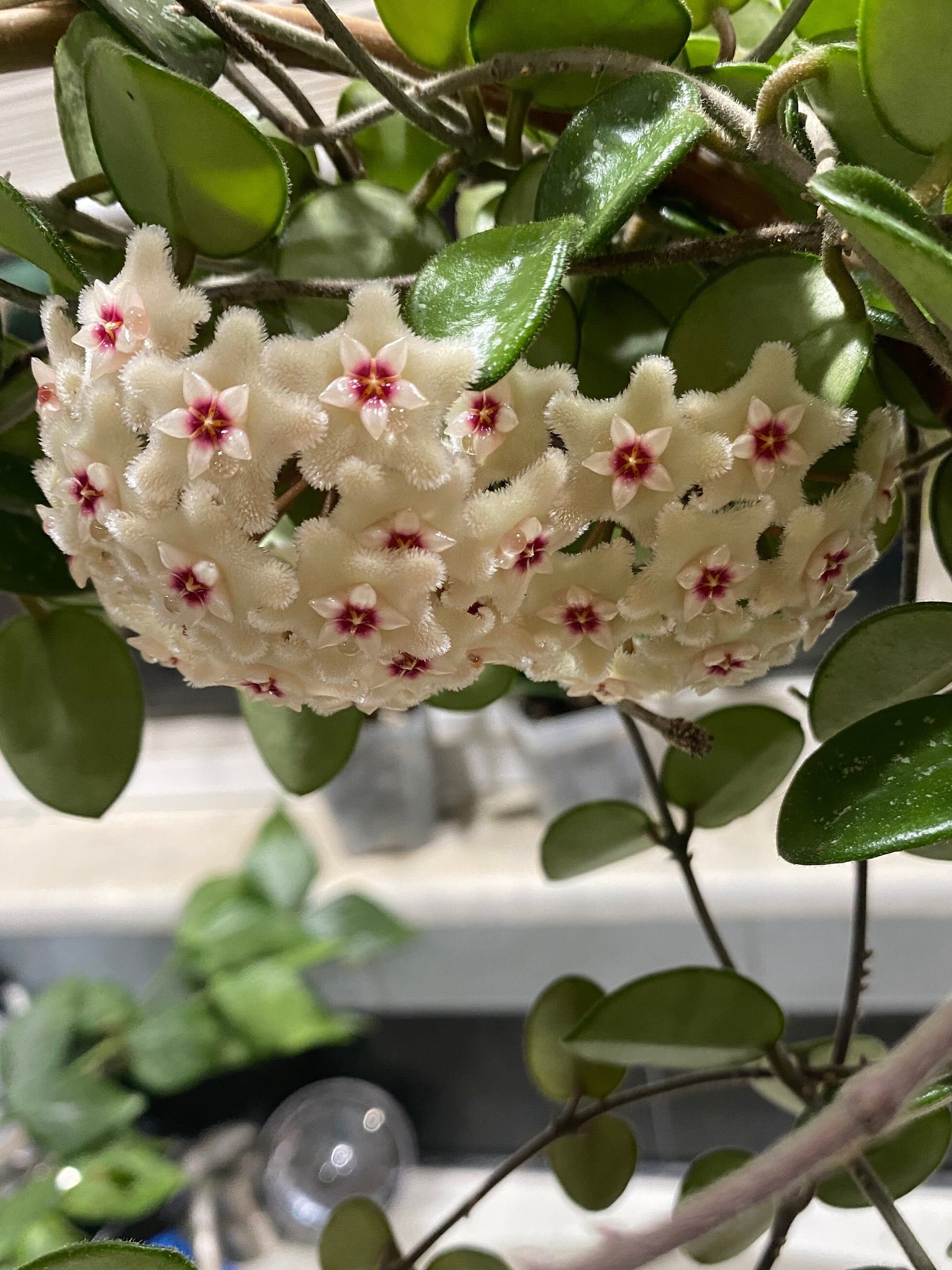 Hoya Mathilde splash Cuttings - Etsy