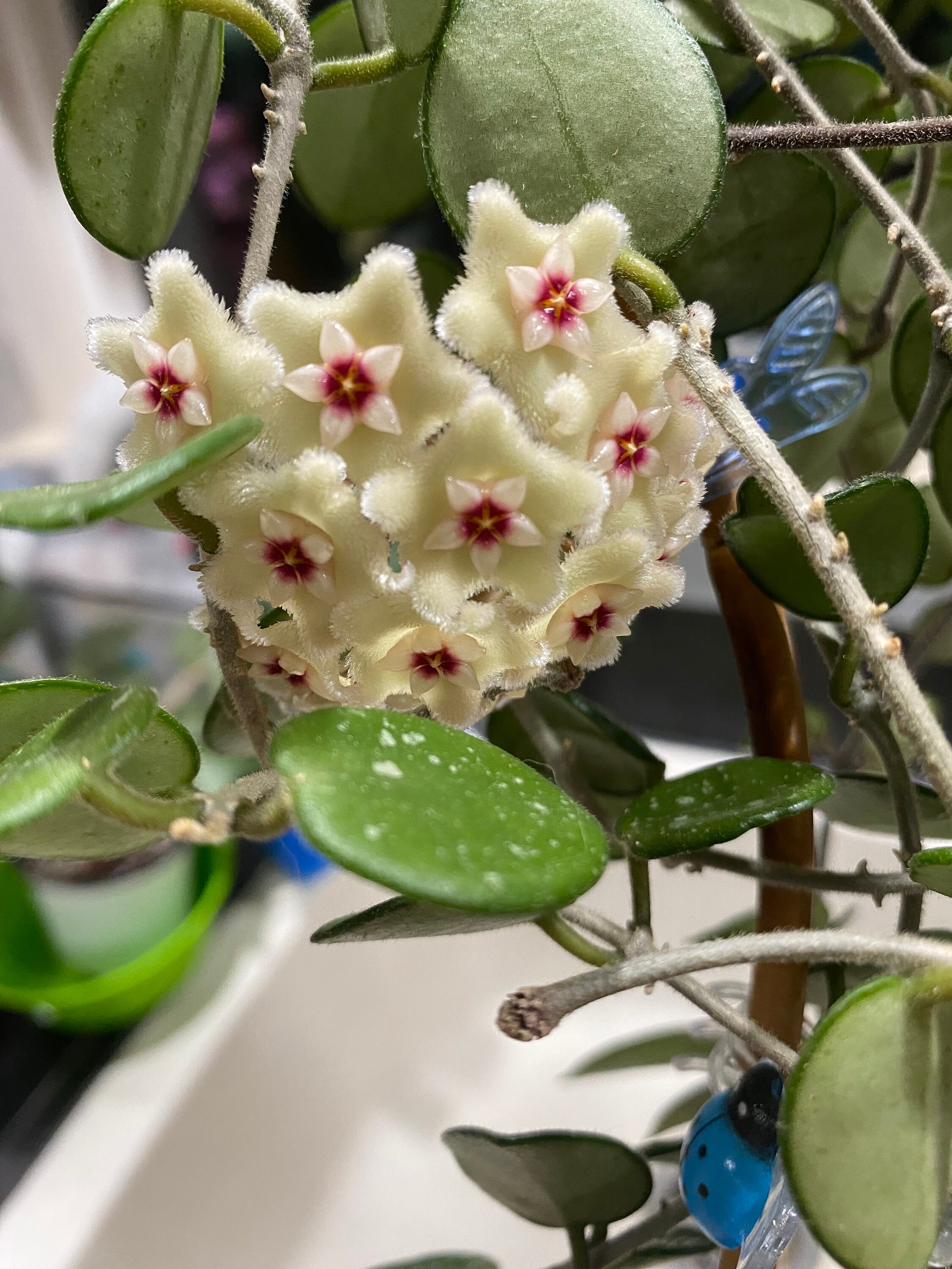 Hoya Mathilde splash Cuttings - Etsy