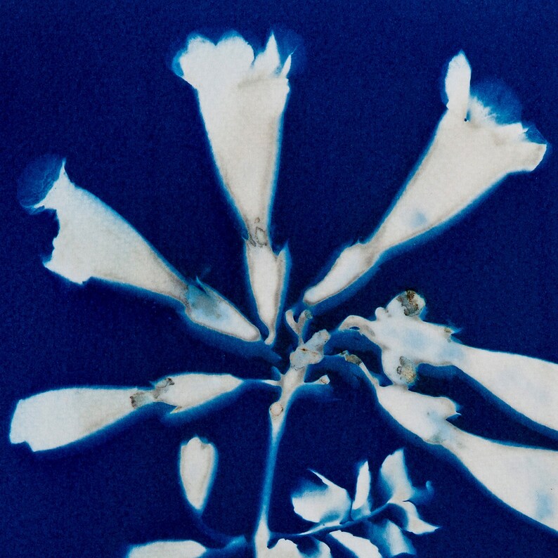 Blue Cyanotype Art to Print Hand Print With Plants - Etsy Australia