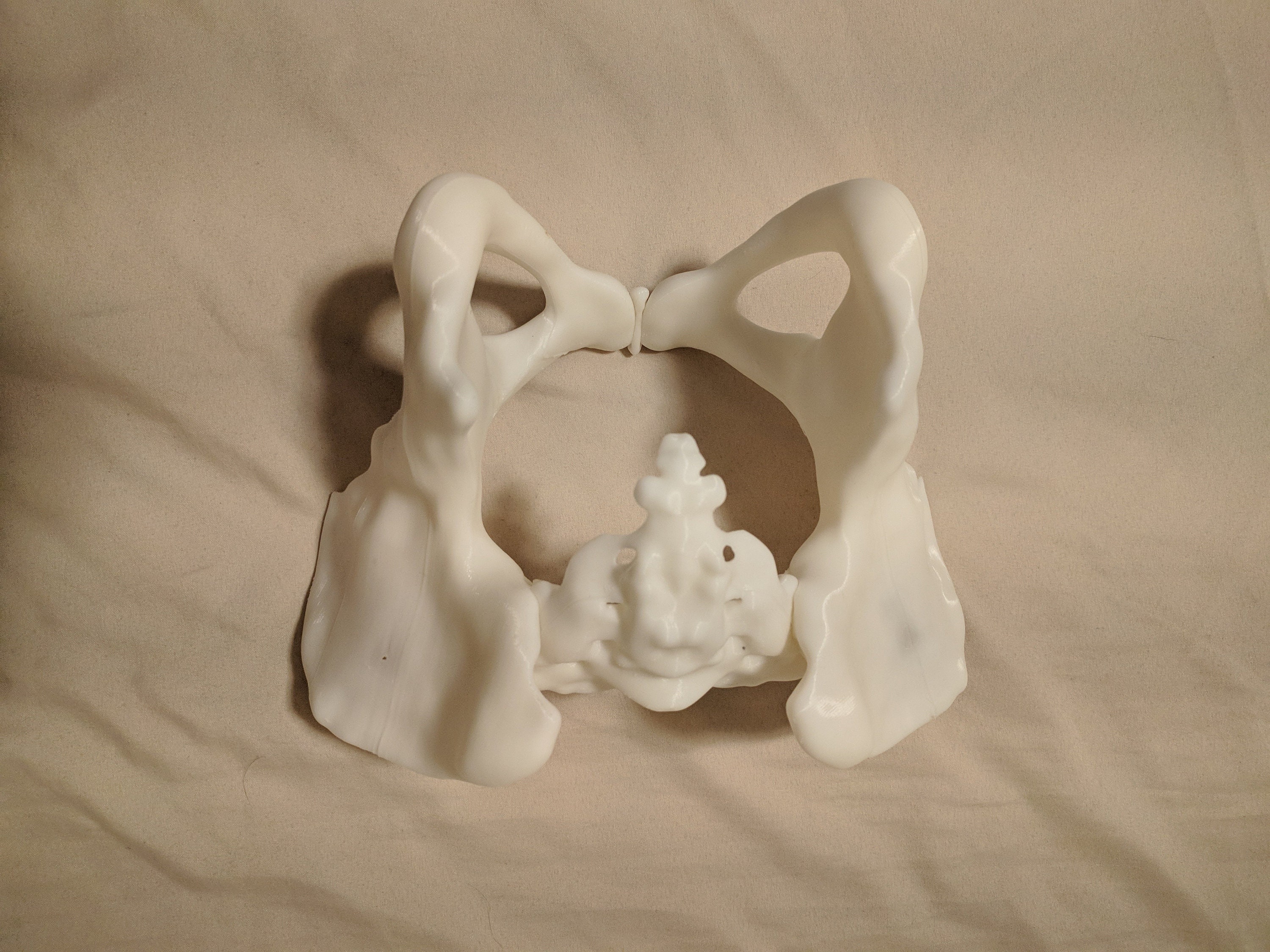 3D Printed Female Pelvis and Sacrum Model - Etsy