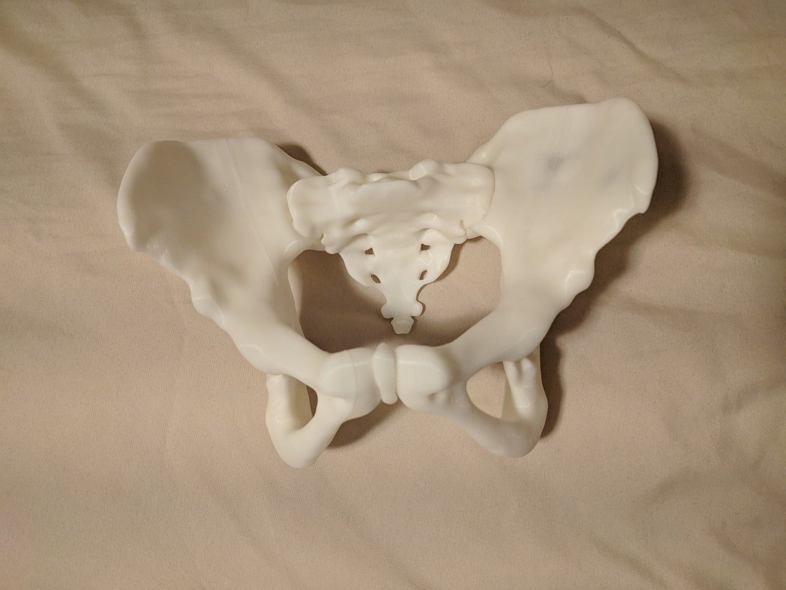 3D Printed Female Pelvis and Sacrum Model - Etsy