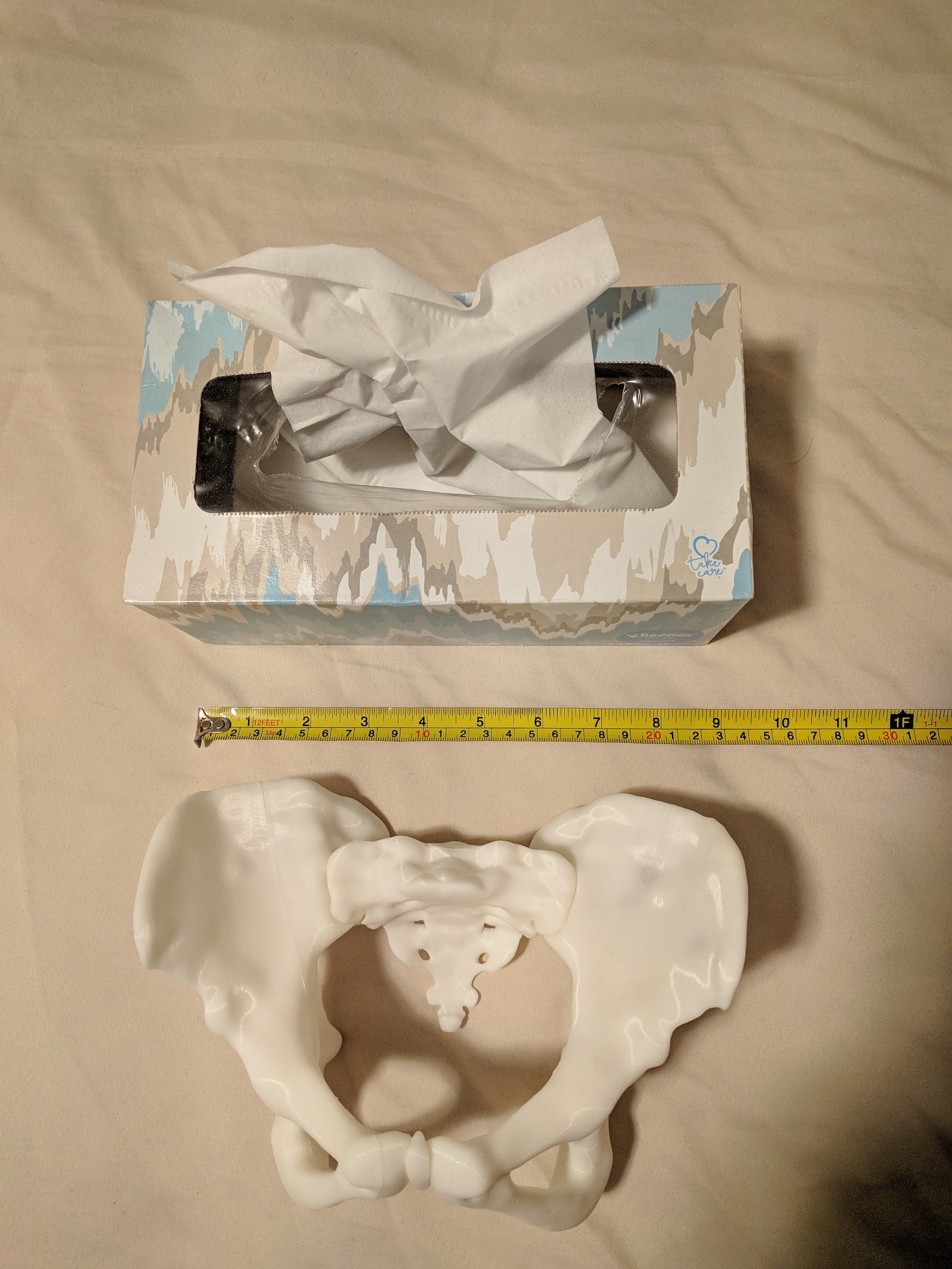 3D Printed Female Pelvis and Sacrum Model - Etsy