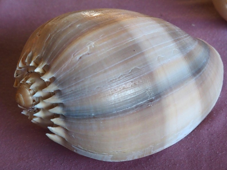 Two 2 Crowned Baler Melon Shells / Beautiful Colours and Lovely Shapes ...