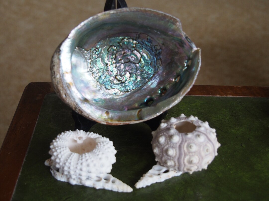 Abalone Shell & Urchin Shell Collection – Air Plant Holders - Etsy