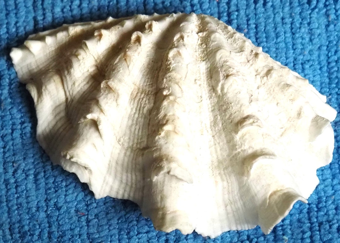 Tridacna Clam Shell Small Fancy Unique Sea Shell Decorative Display ...