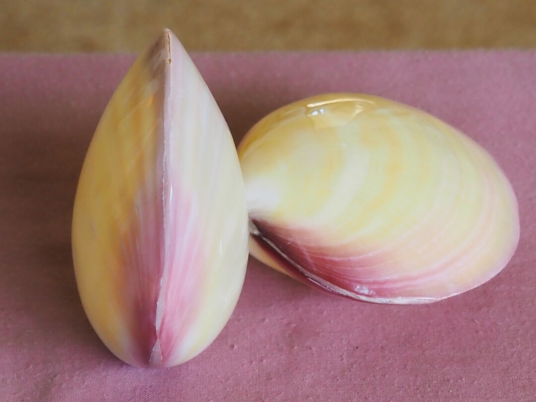 Two {2} Codakia Polished Pairs - Decorative Seashells, Beach Décor - Etsy