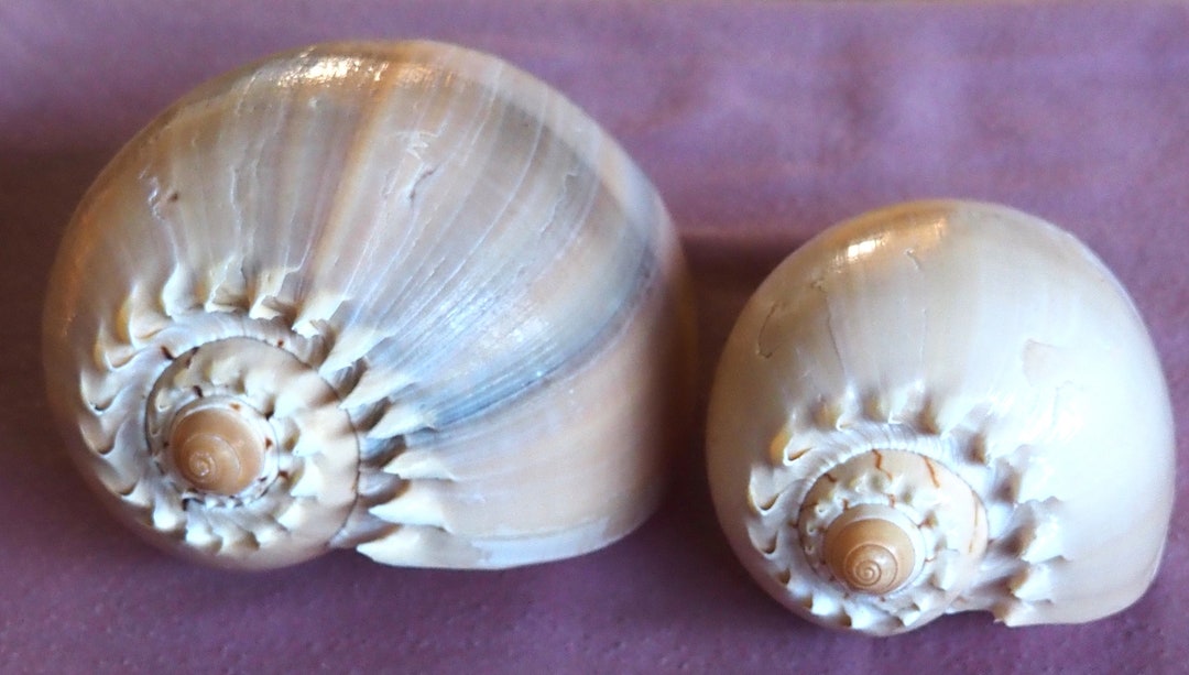 Two {2} Crowned Baler Melon Shells / Beautiful Colours and Lovely ...