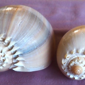 Two {2} Crowned Baler Melon Shells / Beautiful Colours and Lovely ...