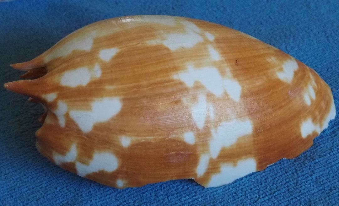 BAILER SHELL Australian Melo Amphora Shell Beach Decors - Etsy