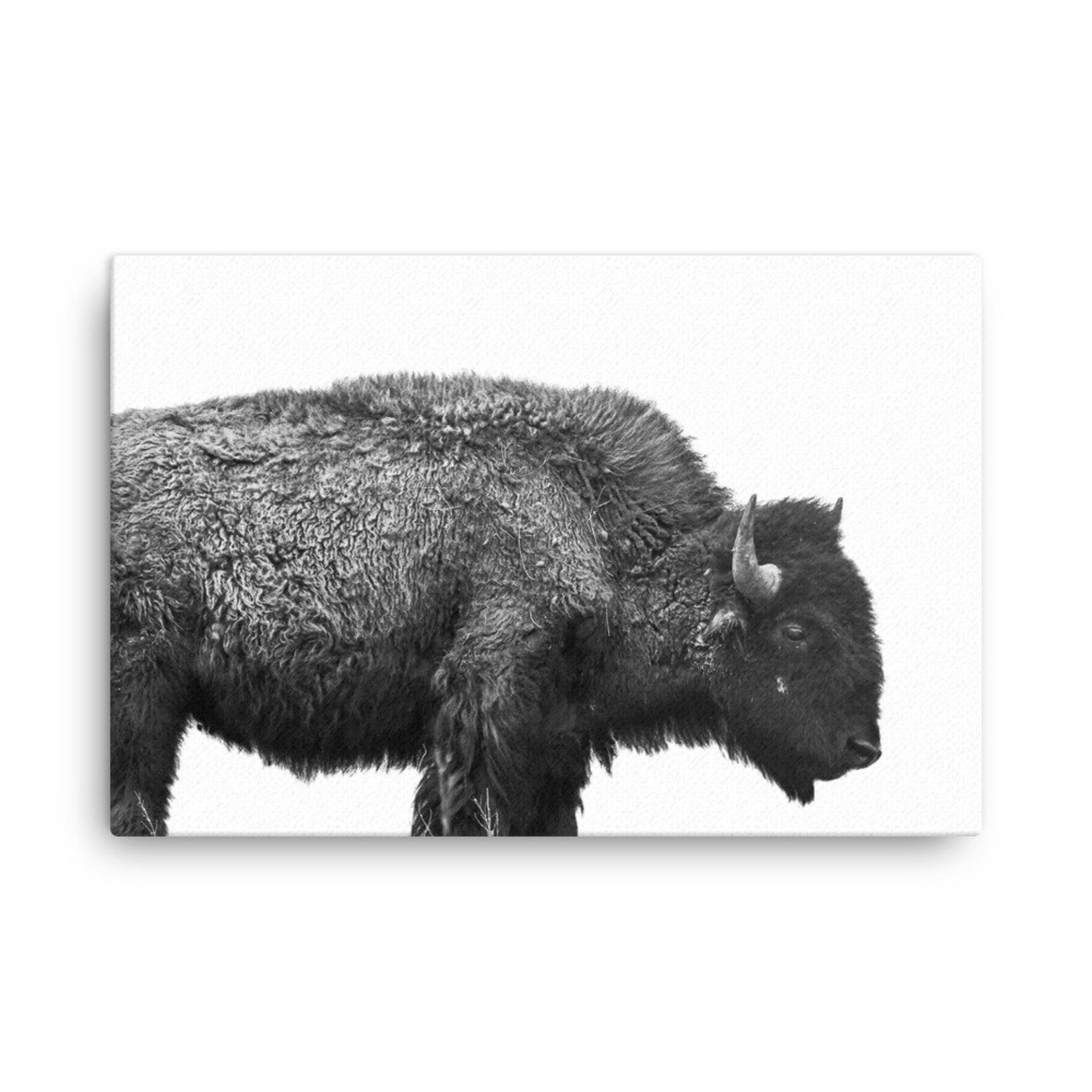 Buffalo Canvas Print American Buffalo Wall Art Black and - Etsy
