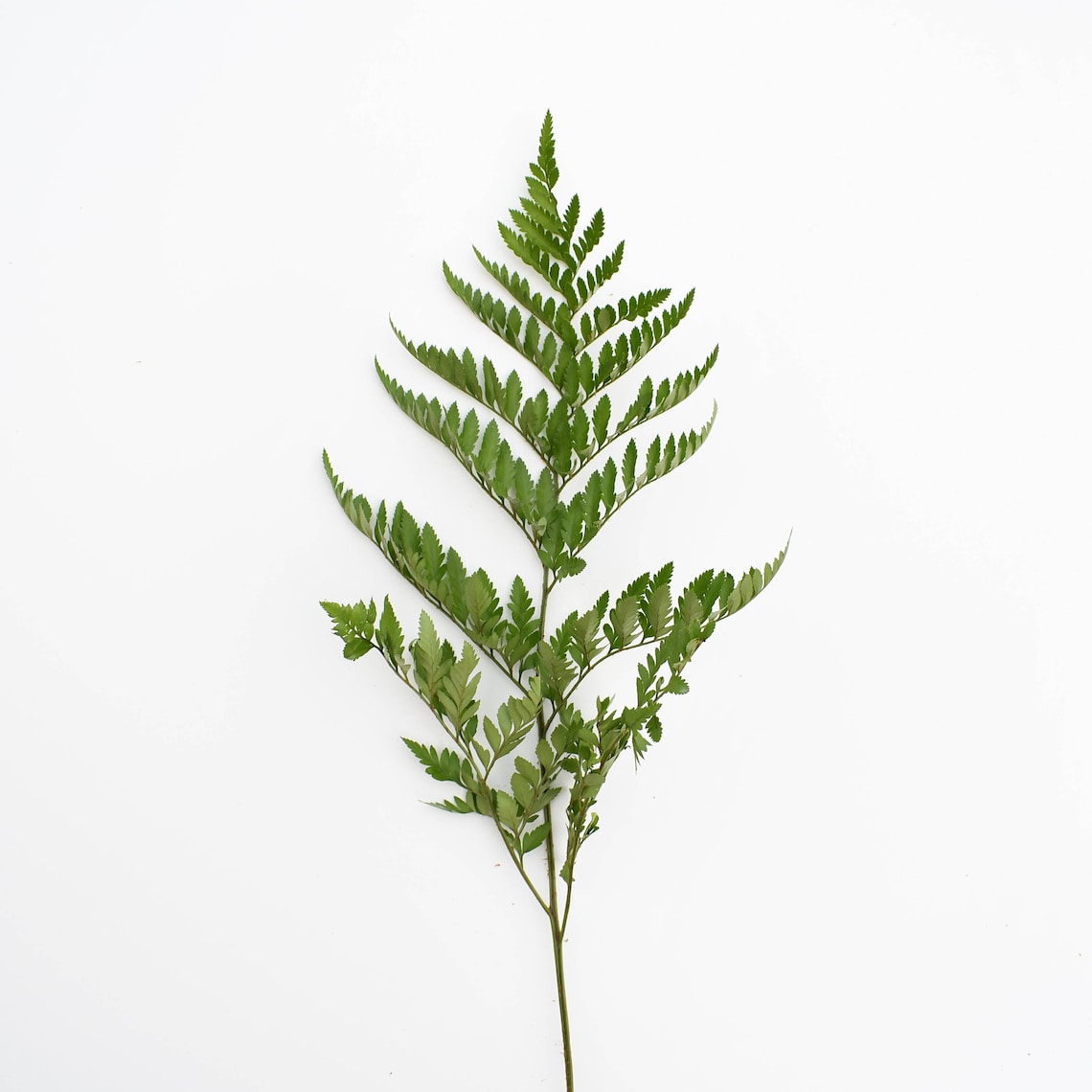 Fresh Leather Leaf Fern baker Fern Bunches free Shipping | Etsy