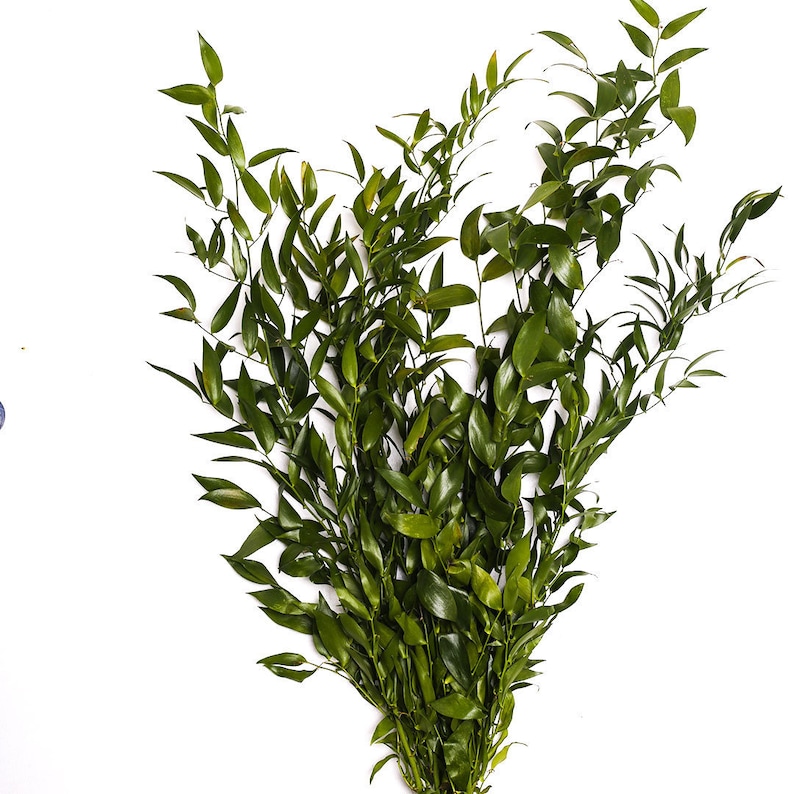 Fresh Italian Ruscus Greenery Bunches Weddings Bridal - Etsy
