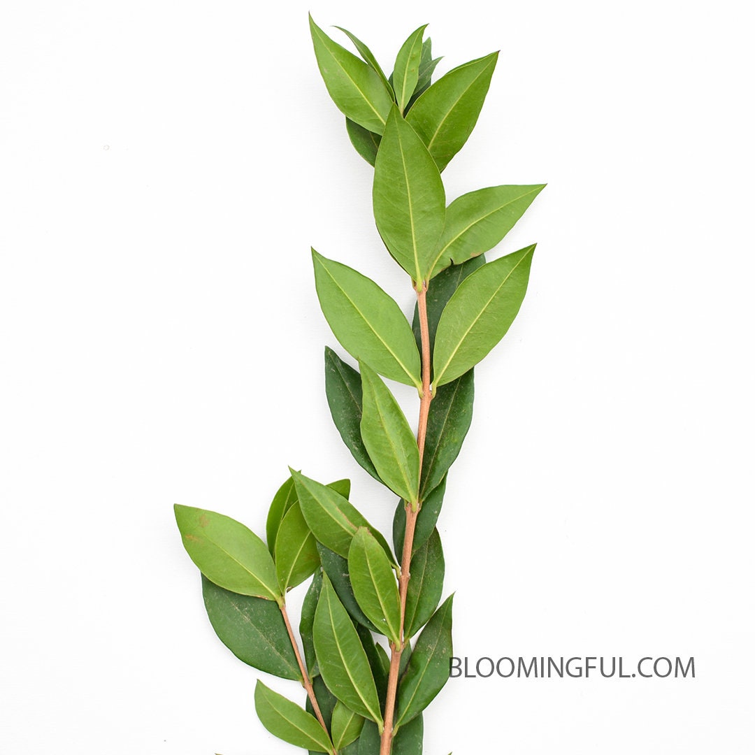 Myrtle Greenery Foliage FRESH or DRIED Weddings DIY | Etsy