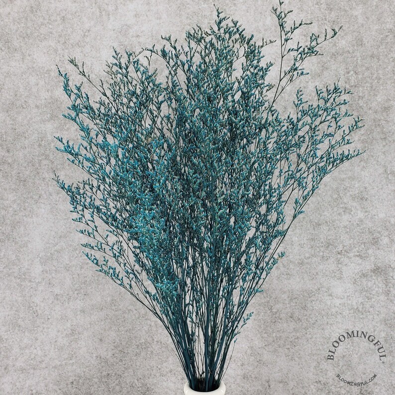 Preserved Caspia Limonium Flowers - Blue (002) - Etsy