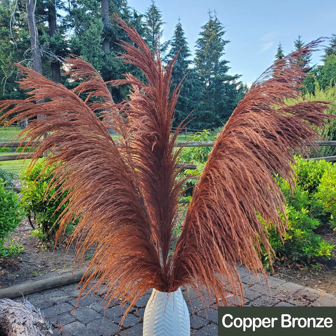 Pampas Grass Stem: Tall No-shed Silky Plume (3ft, Various Colors) - Etsy