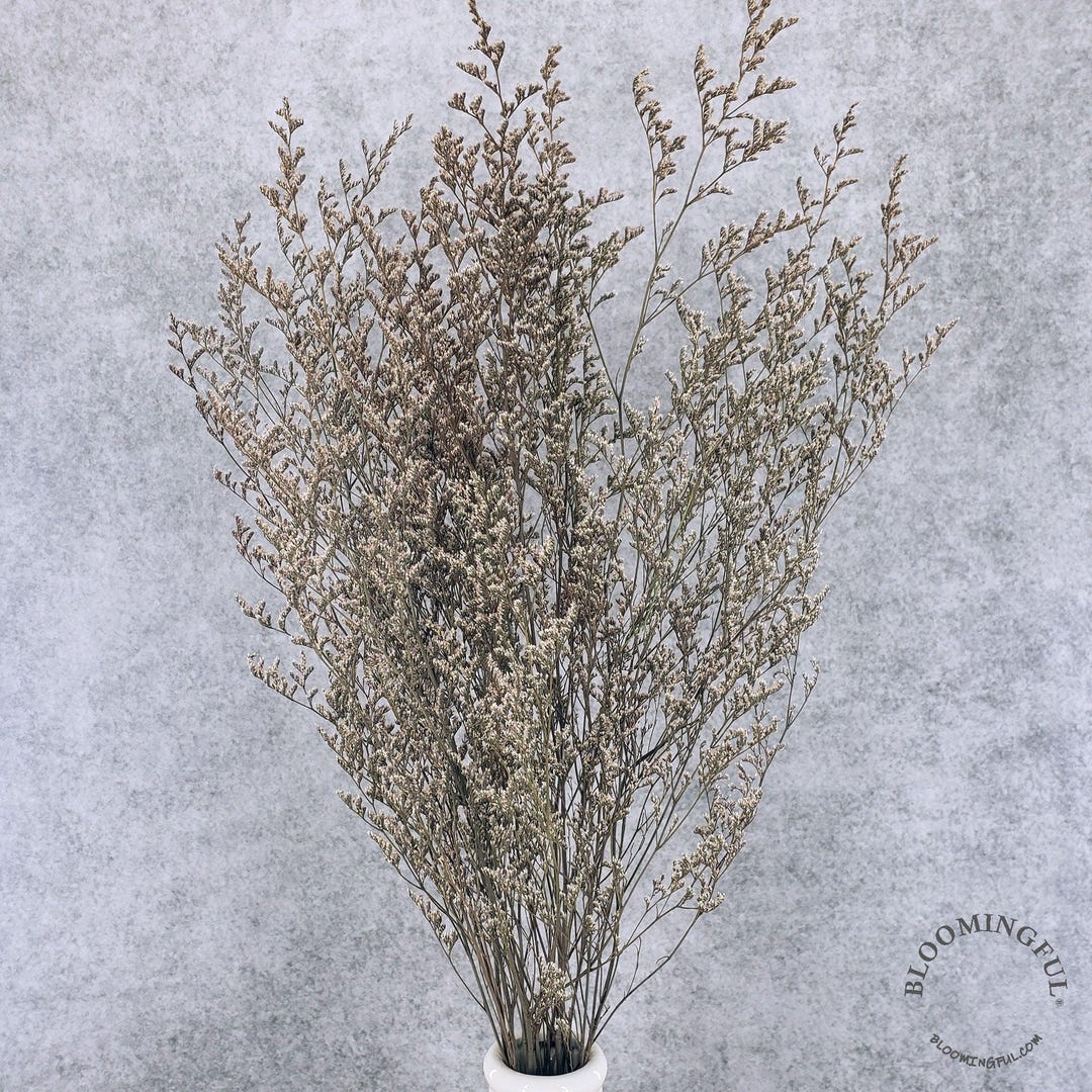 Dried Caspia Flowers: Natural Limonium Misty Filler Bunch (4oz Boho ...
