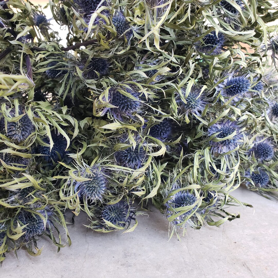 Dried Blue Thistle, 10 Stems (40+ Flowers) || Small-to-medium Bloom ...