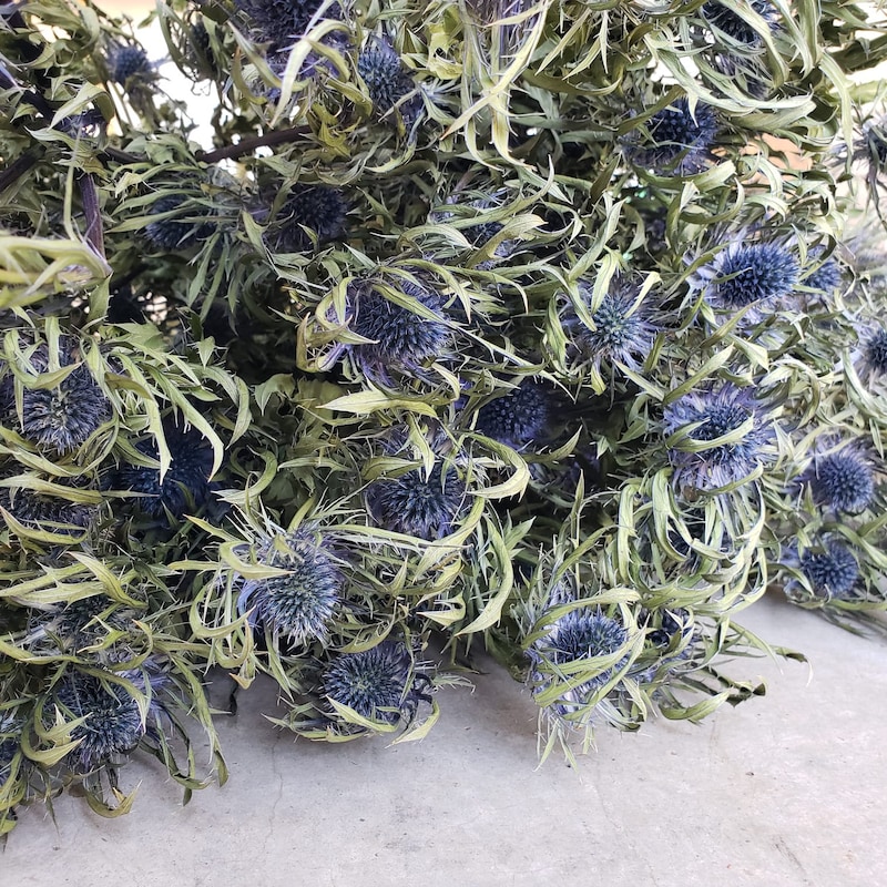 Dried Blue Thistle - Etsy