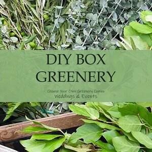 Fresh Leather Leaf Fern baker Fern Bunches free Shipping - Etsy