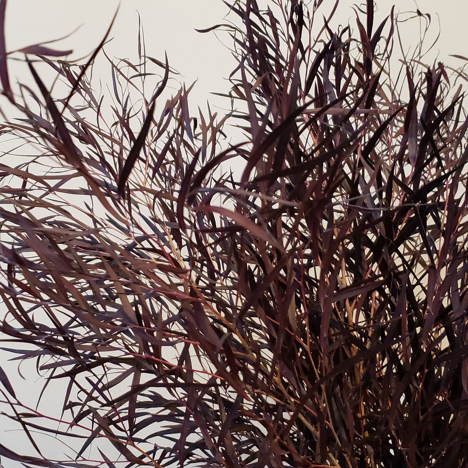 Preserved-dried Agonis Burgundy Foliage Greenery | Etsy