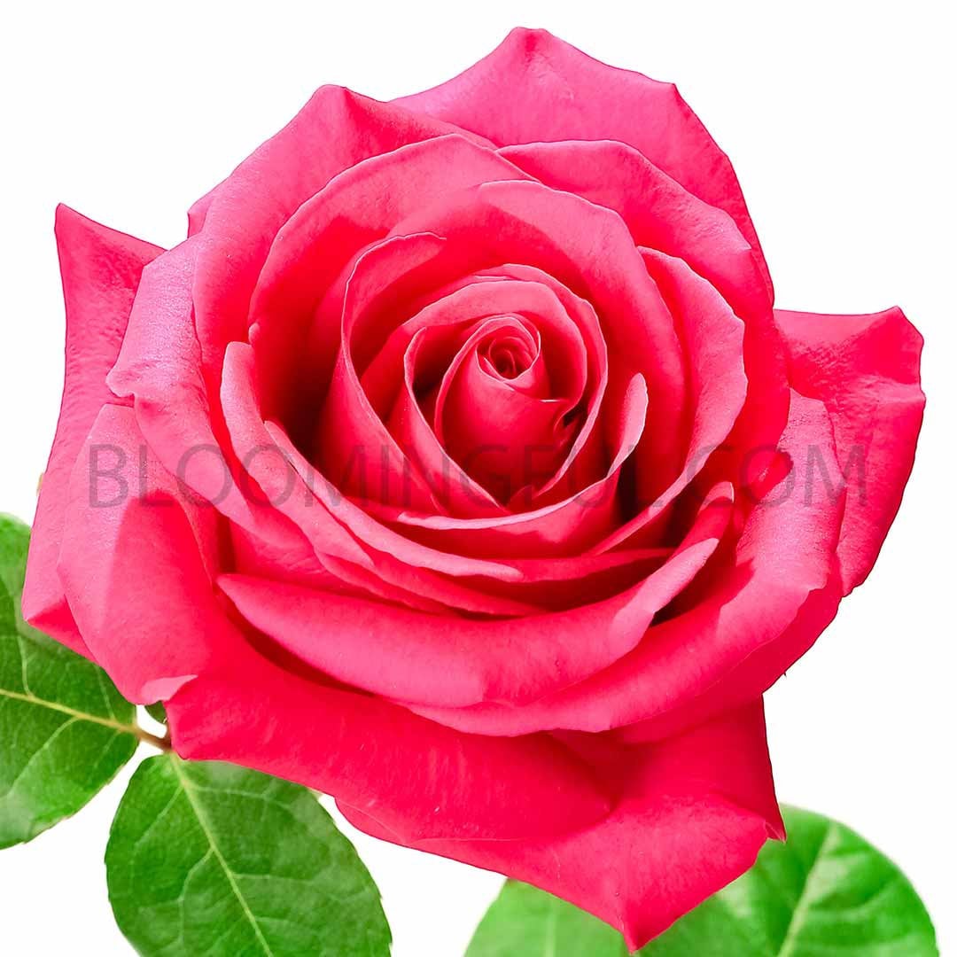 Fresh Hot Pink Roses Pink Floyd Variety Free Shipping | Etsy