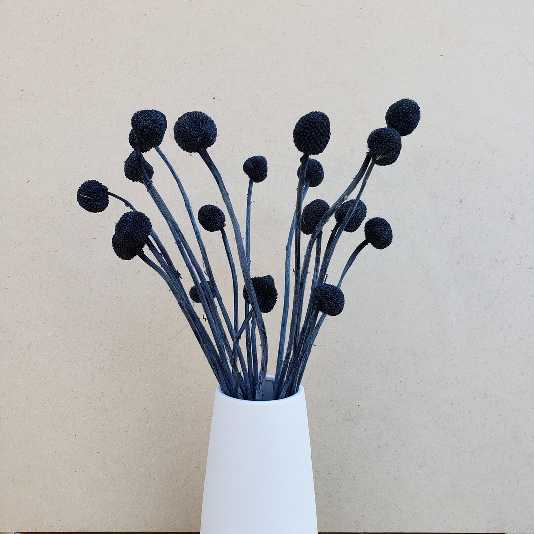 Preserved-dried Billy Ball Craspedia Flowers [18-20 Stems] - Black - Etsy