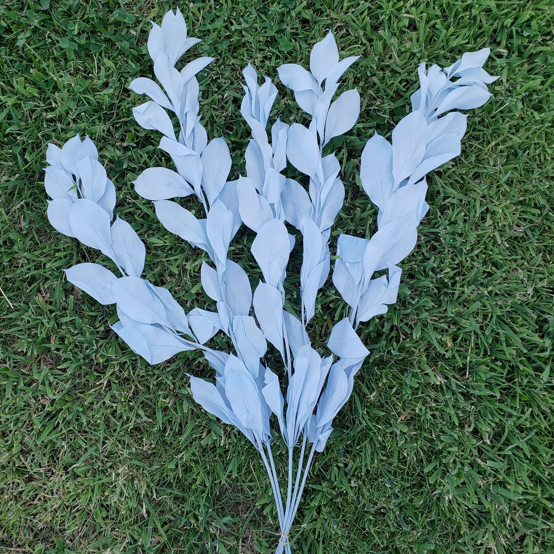 Preserved Israeli Ruscus Foliage (5 Stem Bunch), Light Baby Blue ...