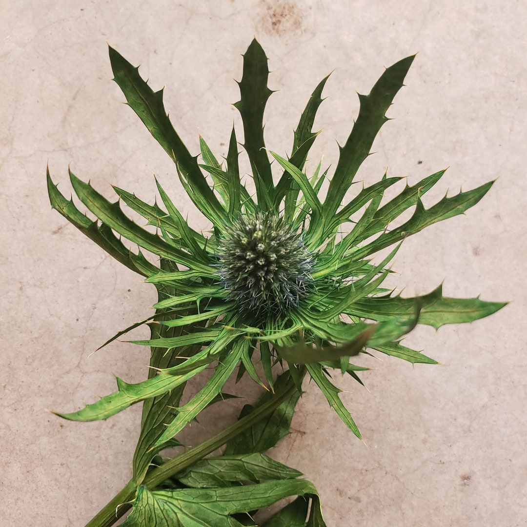 Preserved Thistle Flower Heads | 25 Thistle Flowers - Blue-green - Etsy