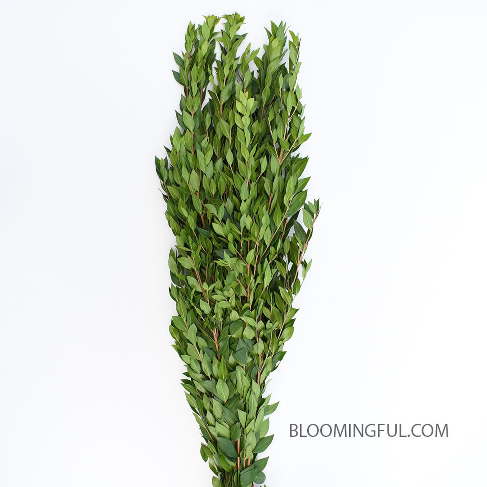 Myrtle Greenery Foliage FRESH or DRIED Weddings DIY - Etsy