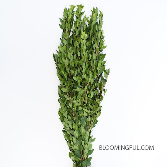 Wholesale Fresh Greenery