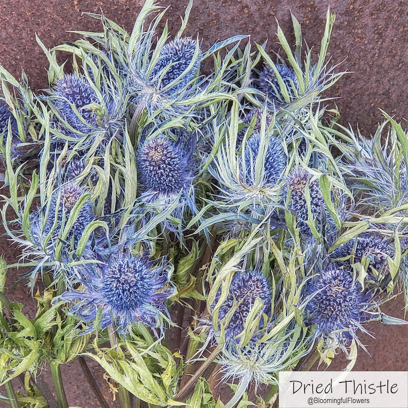 Dried Blue Thistle, Large Heads (25+ Flowers per Bunch) | Eryngium ...