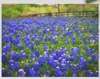 Bluebonnets Postcard - Etsy