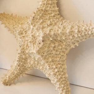 3 Rare \ Beautiful Real Dried Raised Starfish. Over 50 Years Old ...