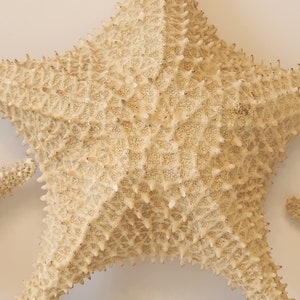 3 Rare \ Beautiful Real Dried Raised Starfish. Over 50 Years Old ...