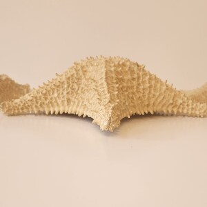 3 Rare \ Beautiful Real Dried Raised Starfish. Over 50 Years Old ...