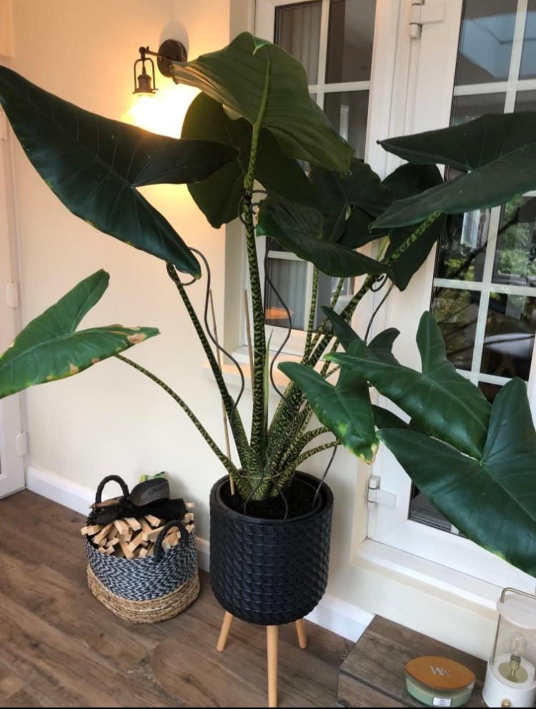 Alocasia/elephant Ear/monstera/swiss Cheese Plant Support - Etsy UK