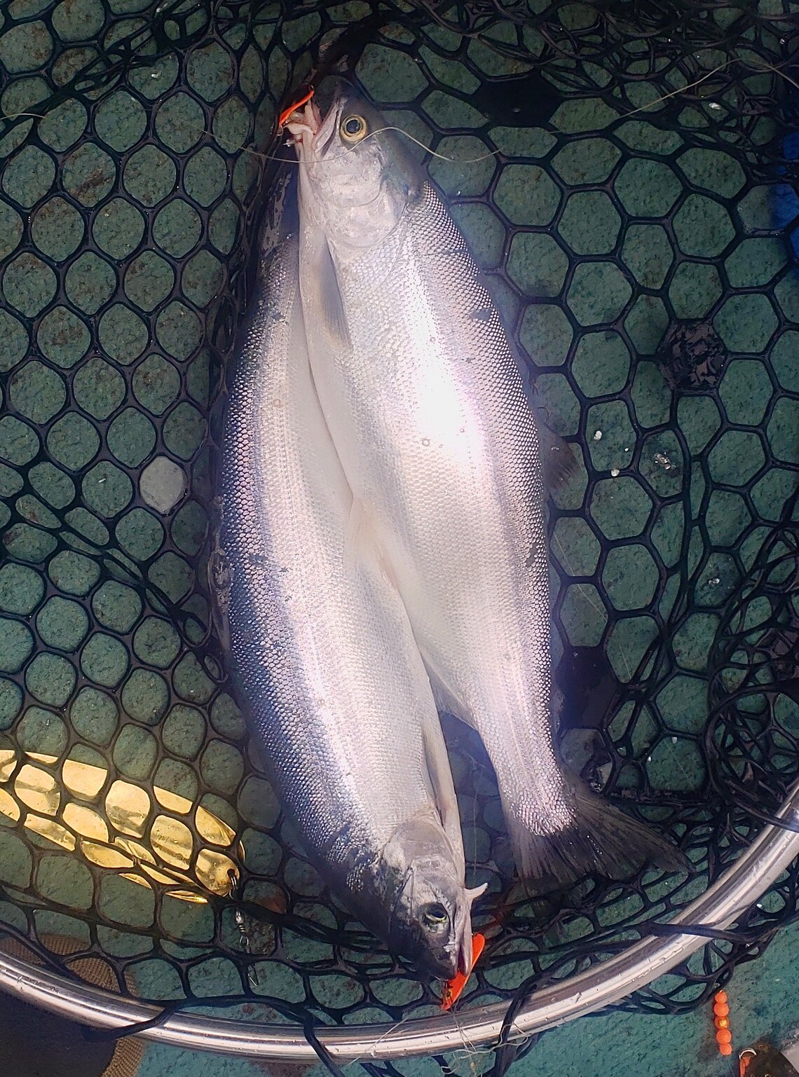 Kokanee Spoons (2): Uv “KILLER ORANGE” - Etsy