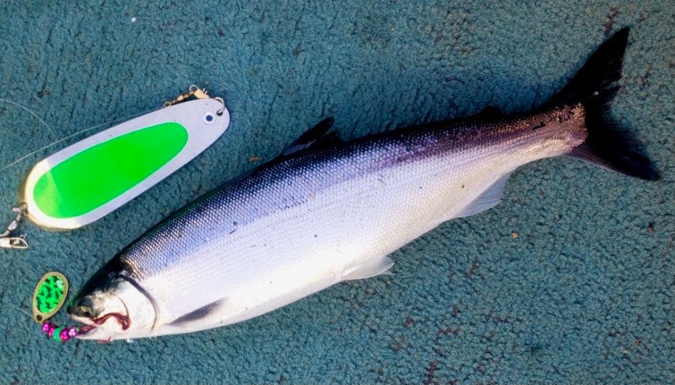 Kokanee Dodgers (4): Uv FLUORESCENT / Nickel Assortment - Etsy