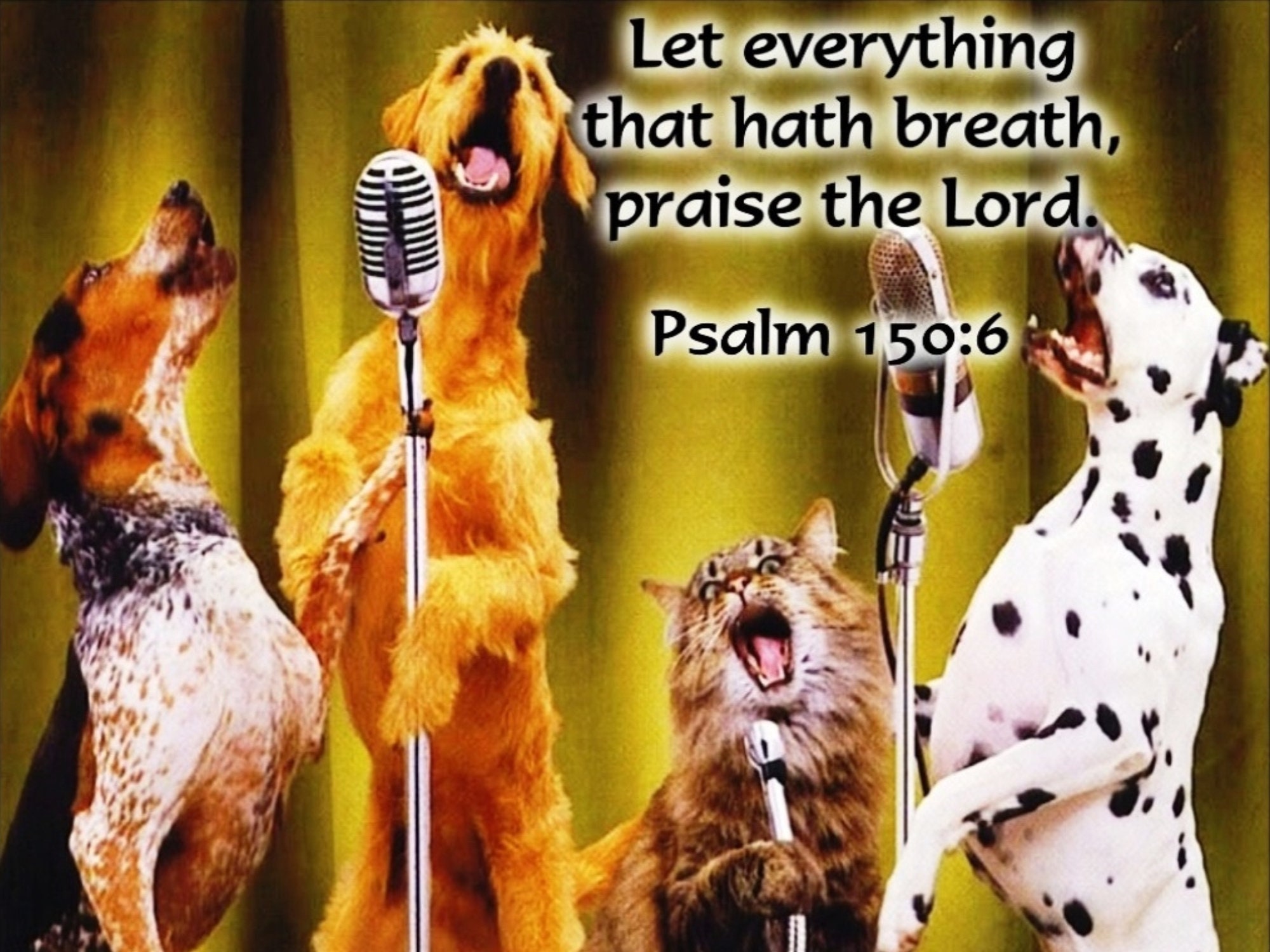 Let Everything That Has Breath Praise the Lord Picture Funny Christian ...