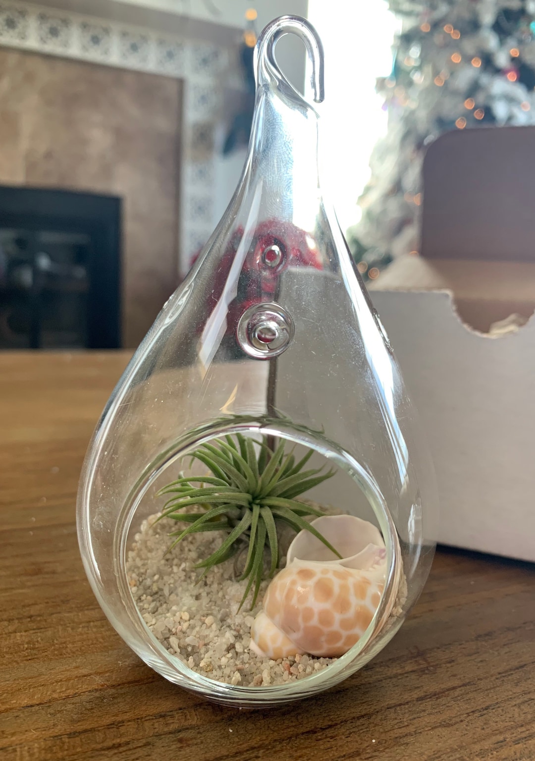Cute Mini Terrarium Kit With Air Plant! - Etsy
