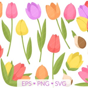 Tulip Clipart - SVG, PNG, EPS Images - Spring Flower Bulb Tulips ...