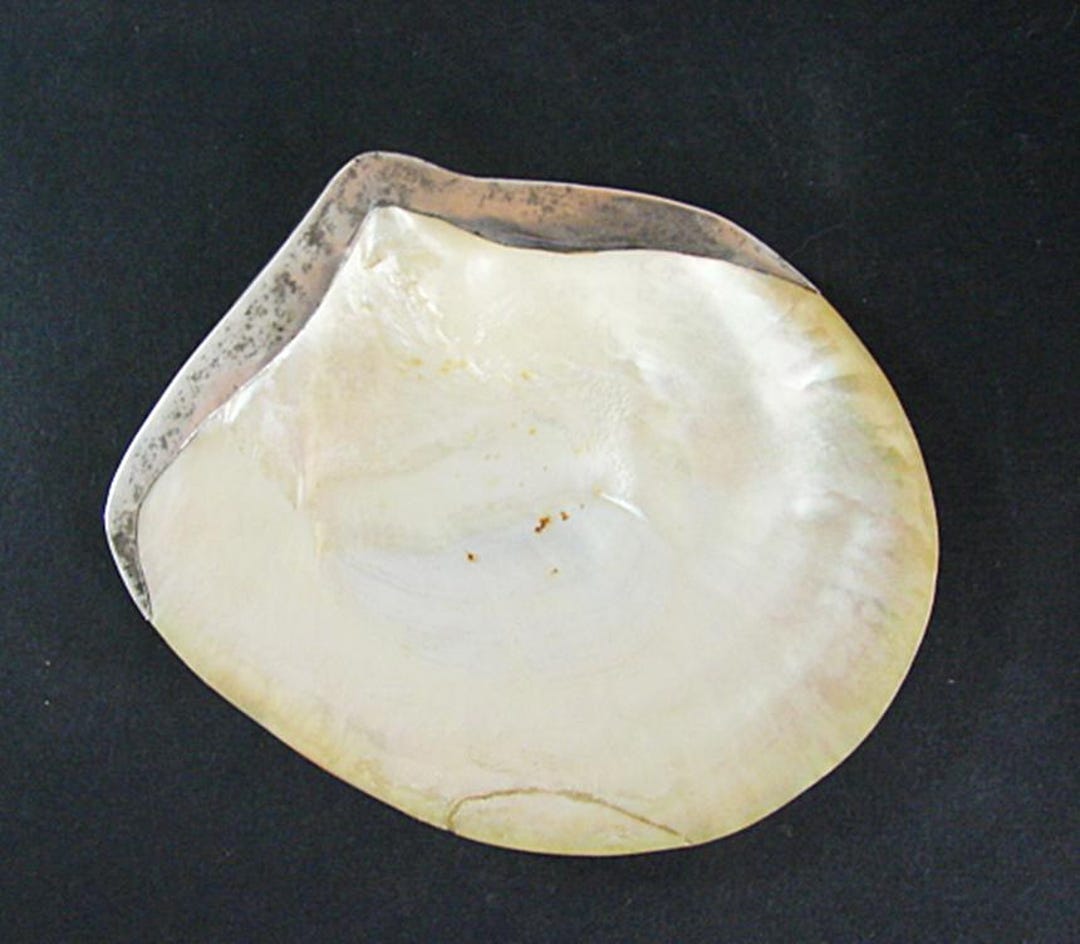 Silver Mounted Seashell Trinket or Ring Dish, Late 19th Century ...