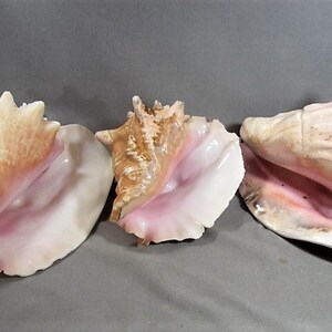 3 BIG Queen Conch Shells Beautiful Color Ca 1980 - Etsy