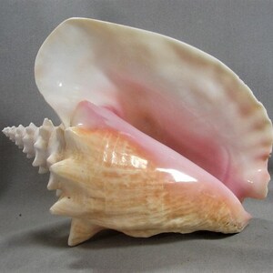 3 BIG Queen Conch Shells Beautiful Color Ca 1980 - Etsy