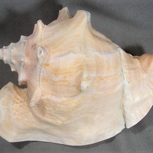 3 BIG Queen Conch Shells Beautiful Color Ca 1980 - Etsy